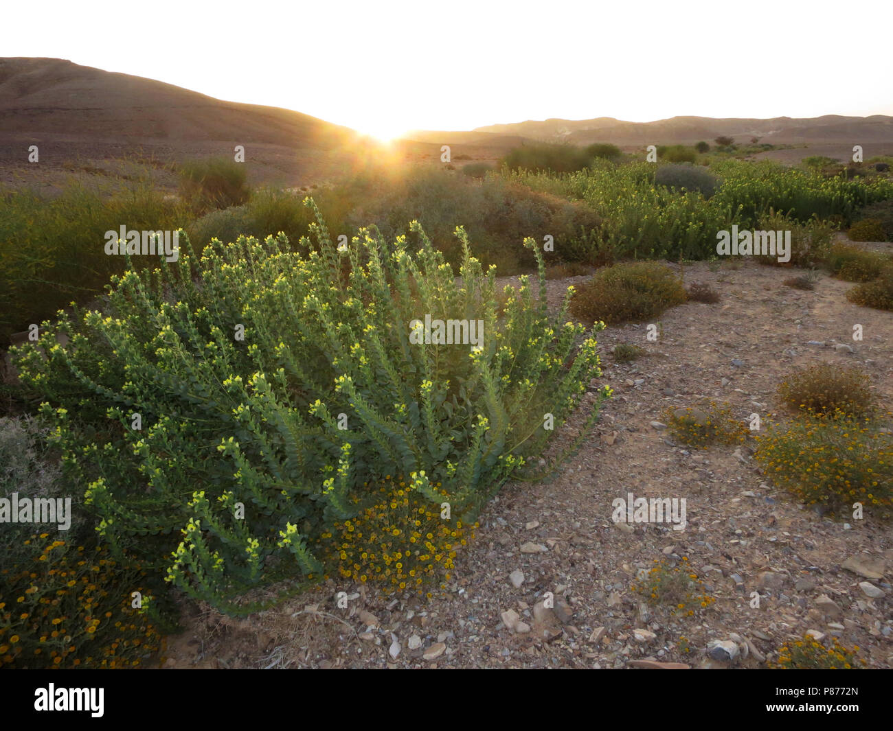 Desert in bloom hi-res stock photography and images - Alamy