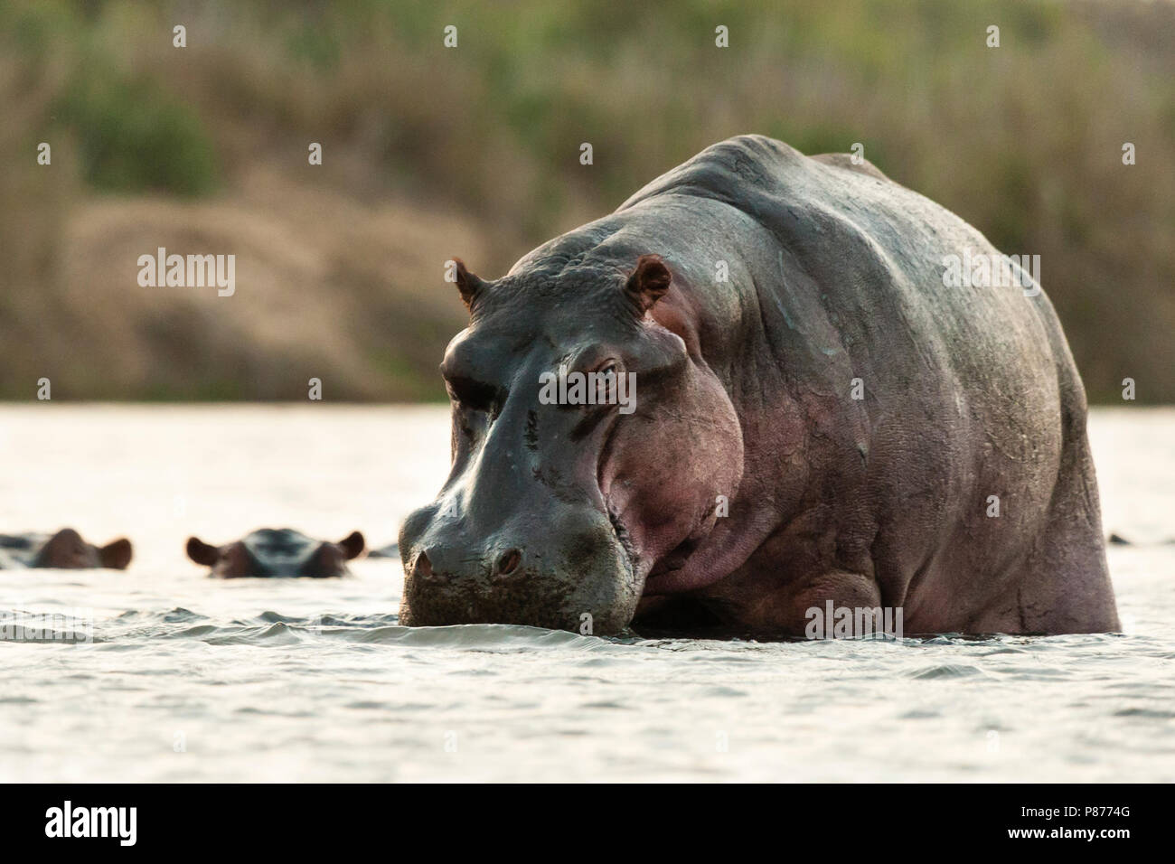 Hippo (Hippopotamus amphibius) standing in river Stock Photo - Alamy