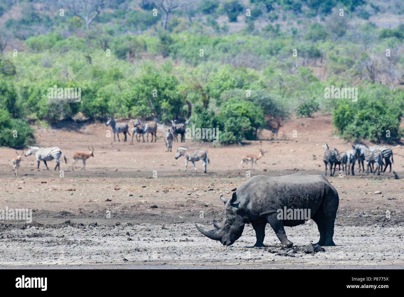 Digging Black Rhino