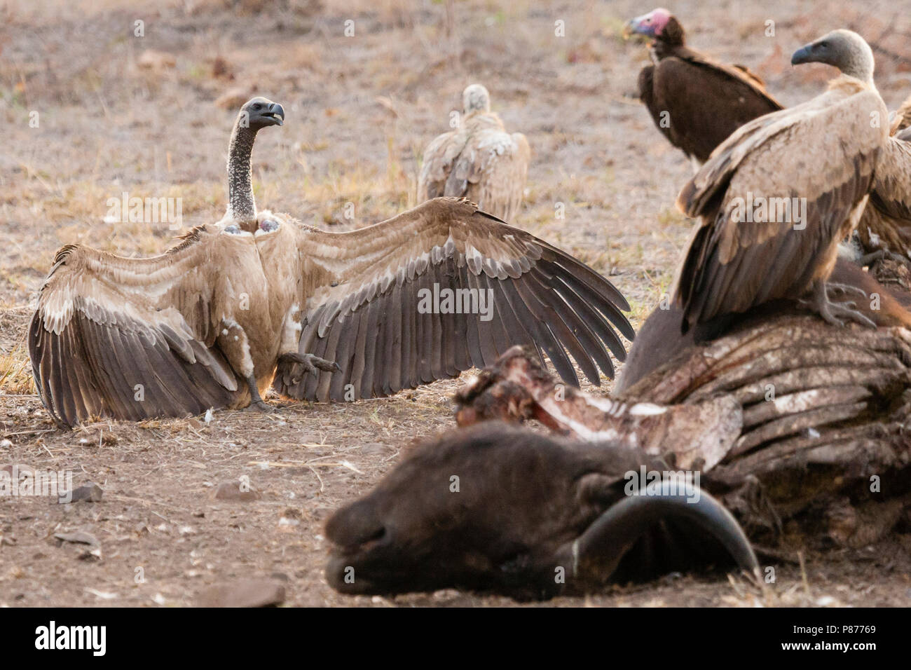 African White-backed Vultures (Gyps africanus) flock feeding on African ...