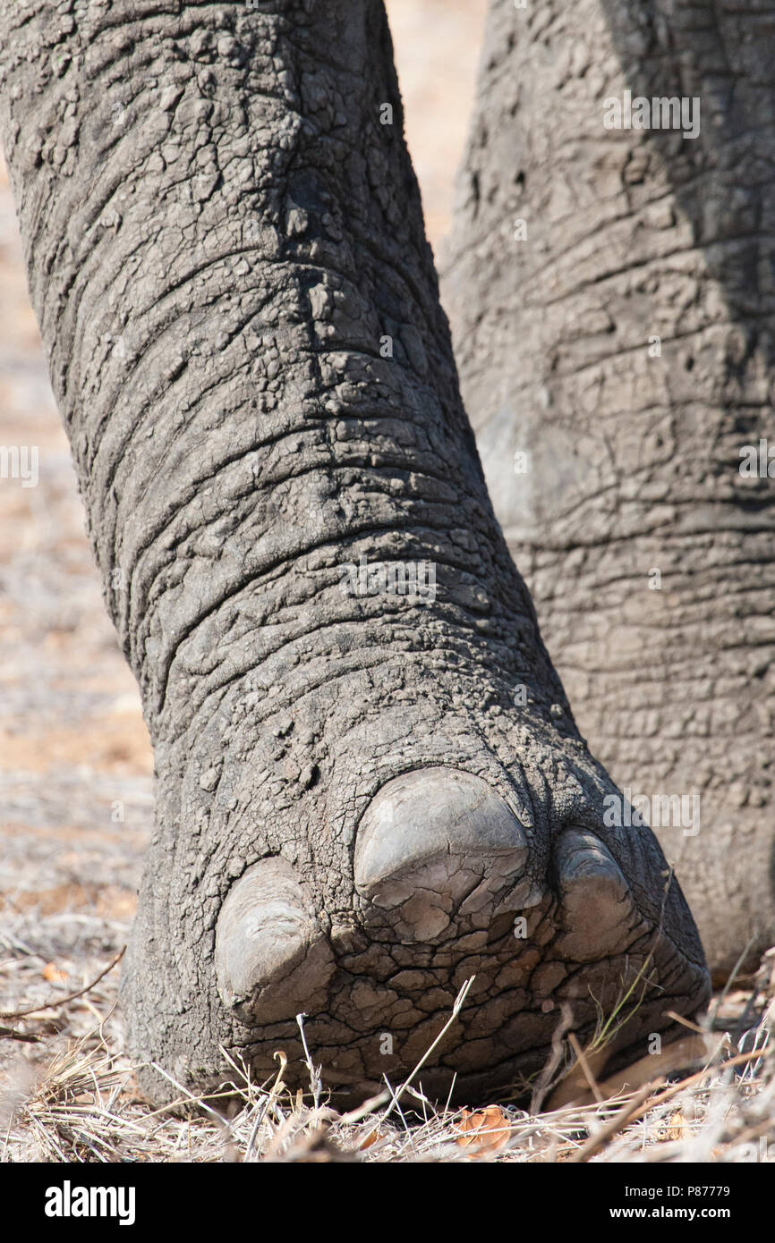 Elephant leg hi-res stock photography and images - Alamy