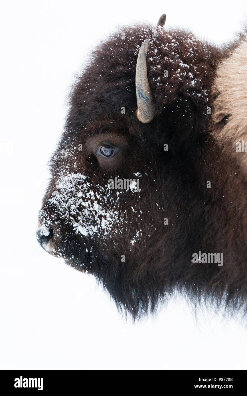 Bizon hi-res stock photography and images - Alamy