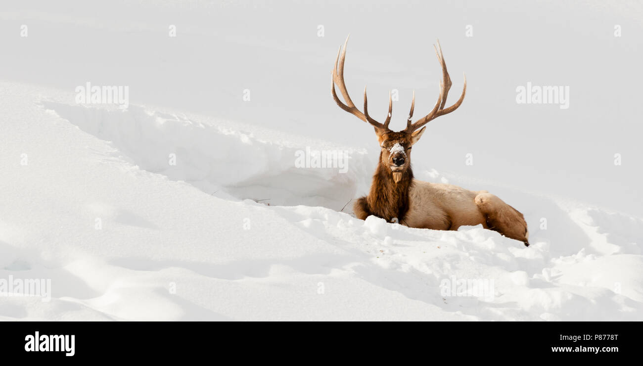 Bull elk in snow hi-res stock photography and images - Alamy