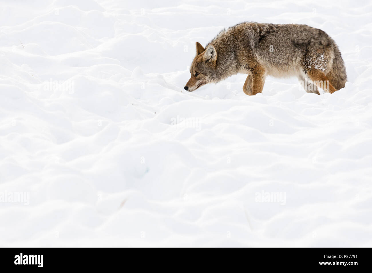 Prairiewolf hi-res stock photography and images - Alamy