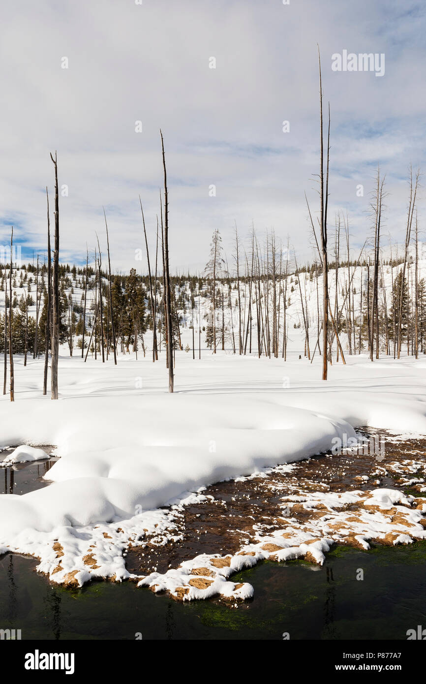 Dode bomen hi-res stock photography and images - Alamy