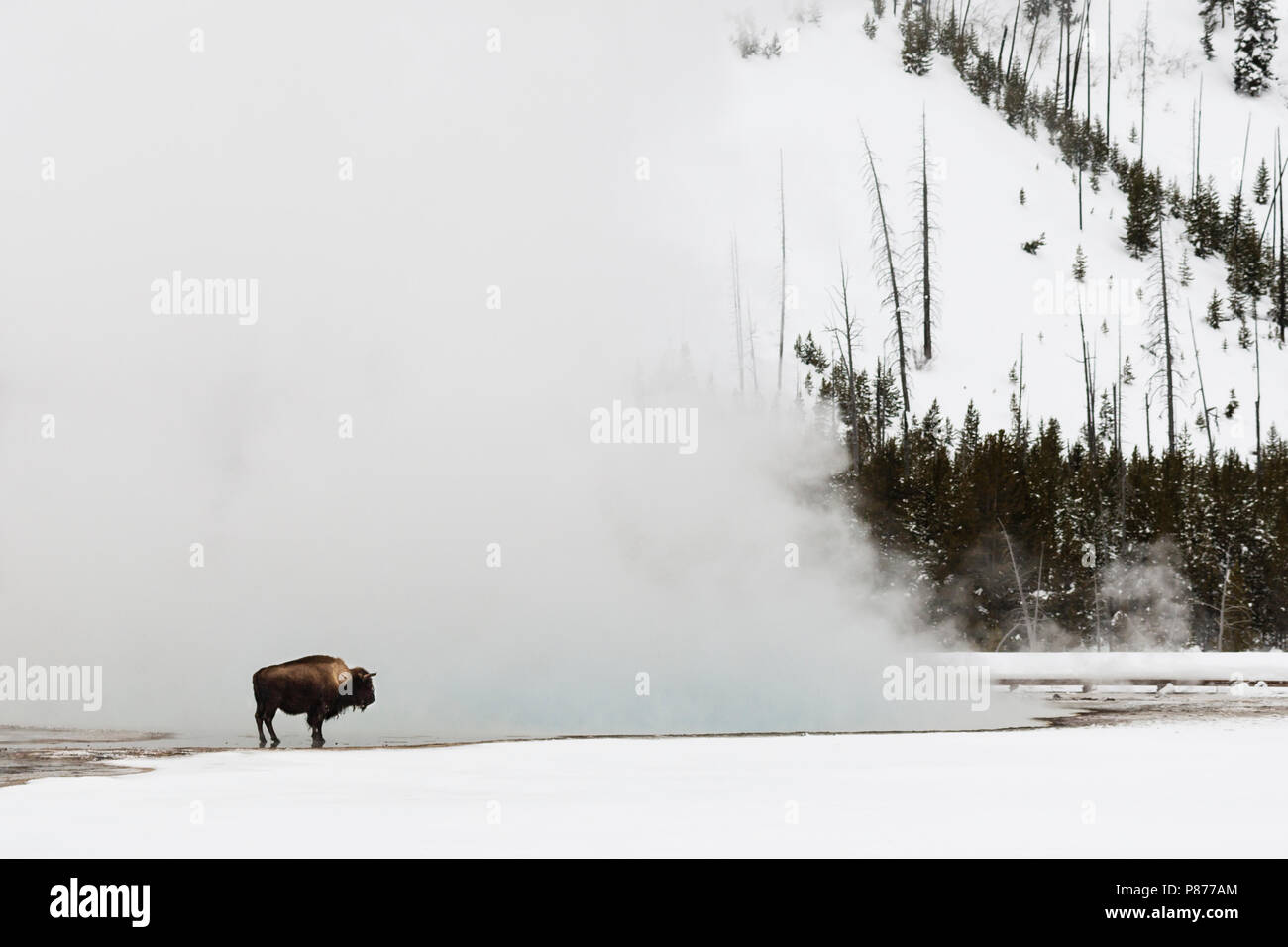 American Bison (Bison bison) standing near hotspring in Yellowstone ...