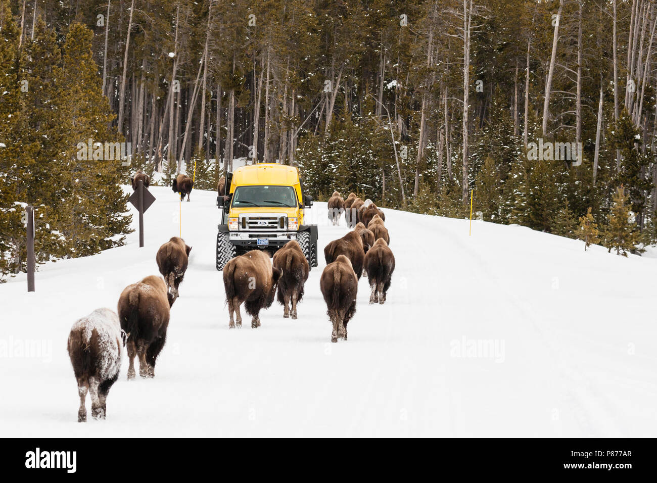 Bison bison herd walking hi-res stock photography and images - Alamy