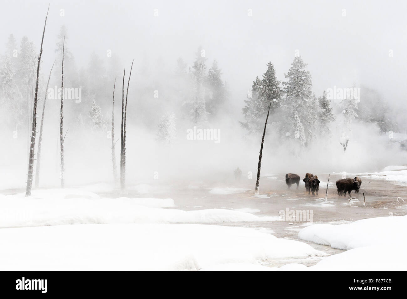 American Bison (Bison bison) herd standing near hotspring in ...