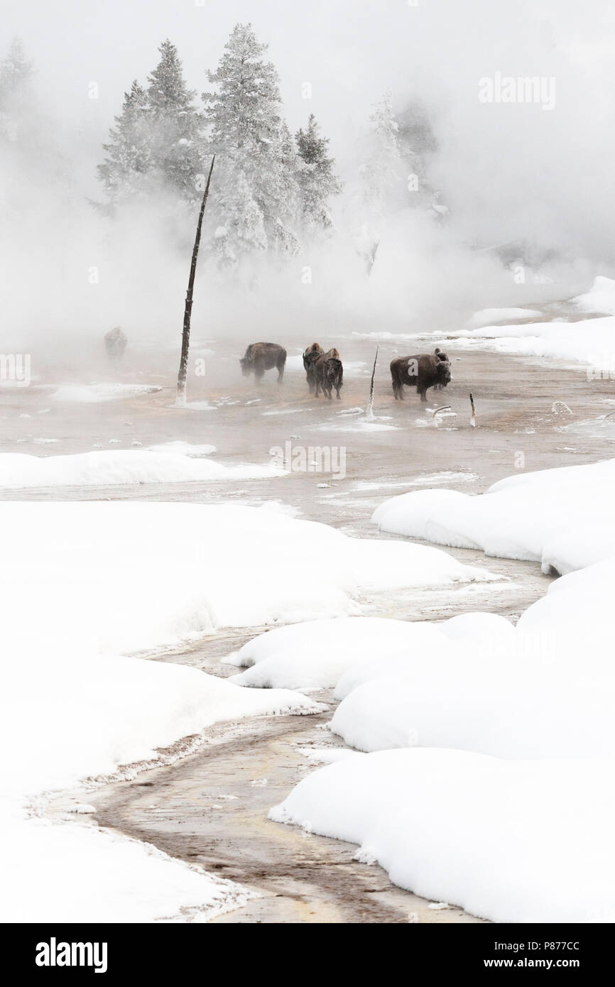 American Bison (Bison bison) herd standing near hotspring in ...