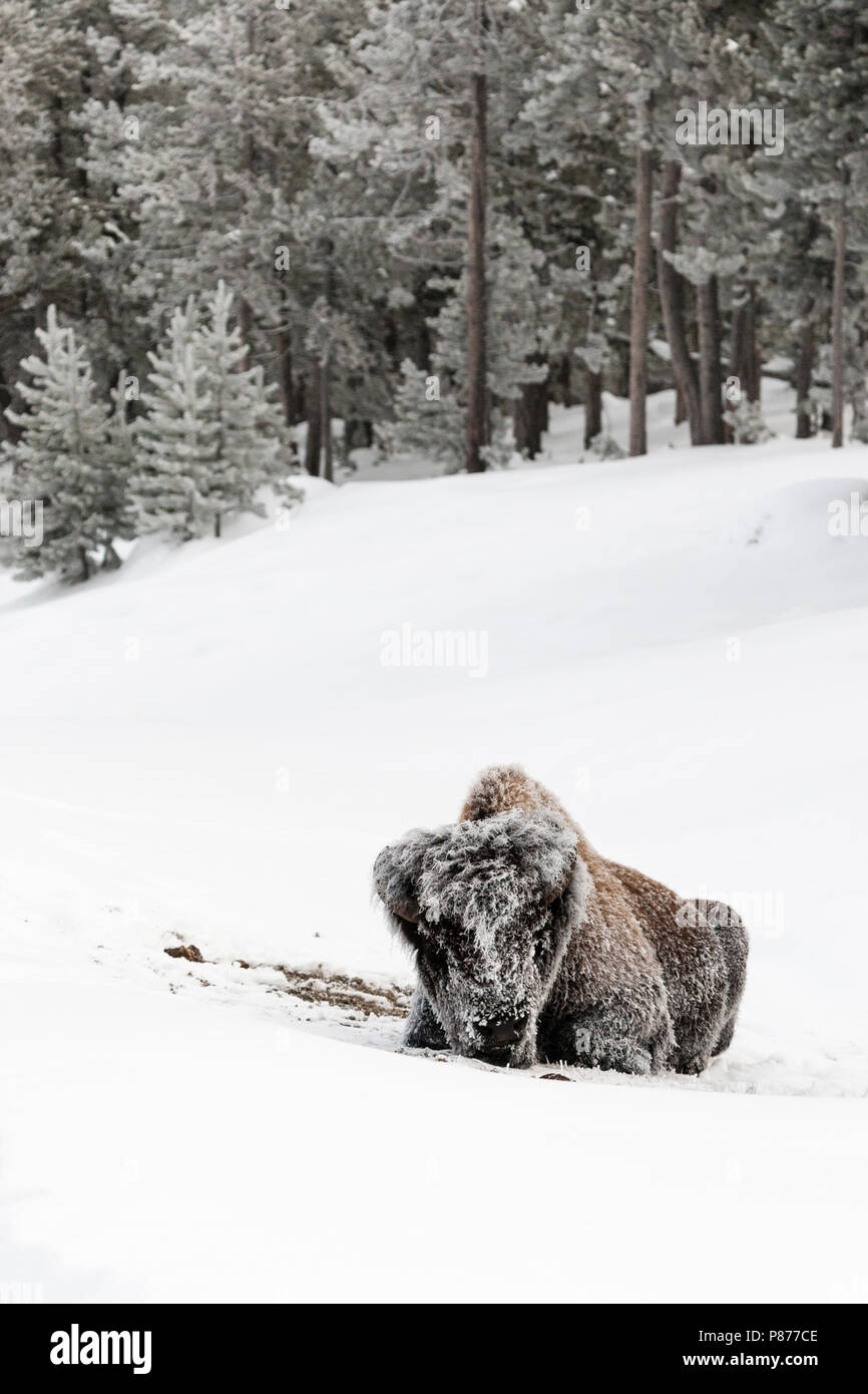 Frost-covered American Bison (Bison bison) lying in snow Stock Photo ...