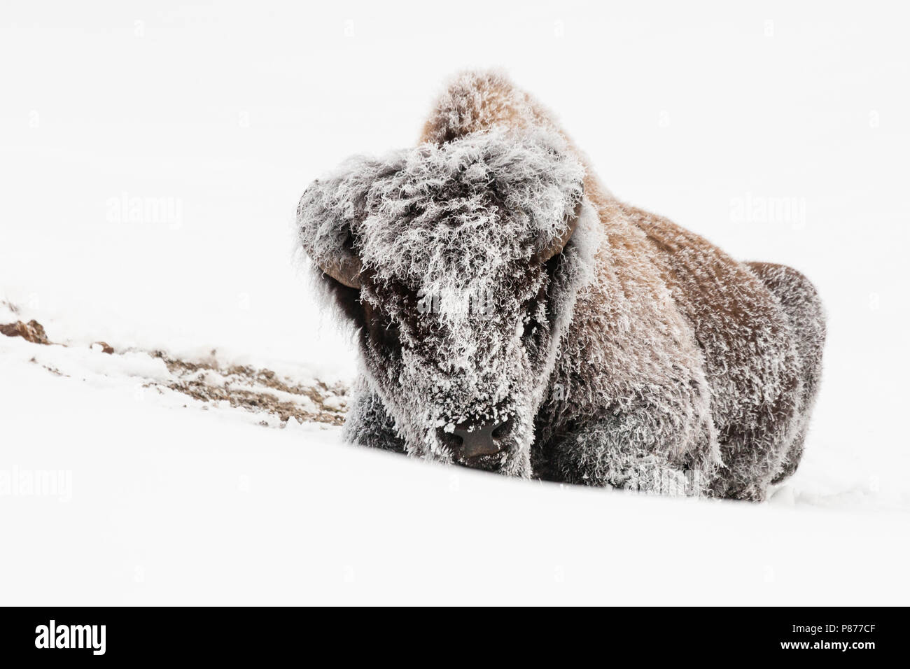 Frost-covered American Bison (Bison bison) lying in snow Stock Photo ...