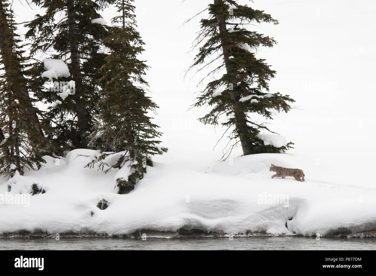 Rode lynx hi-res stock photography and images - Alamy