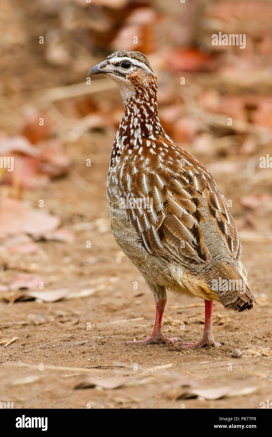 Bird looking over its shoulder hi-res stock photography and images - Alamy