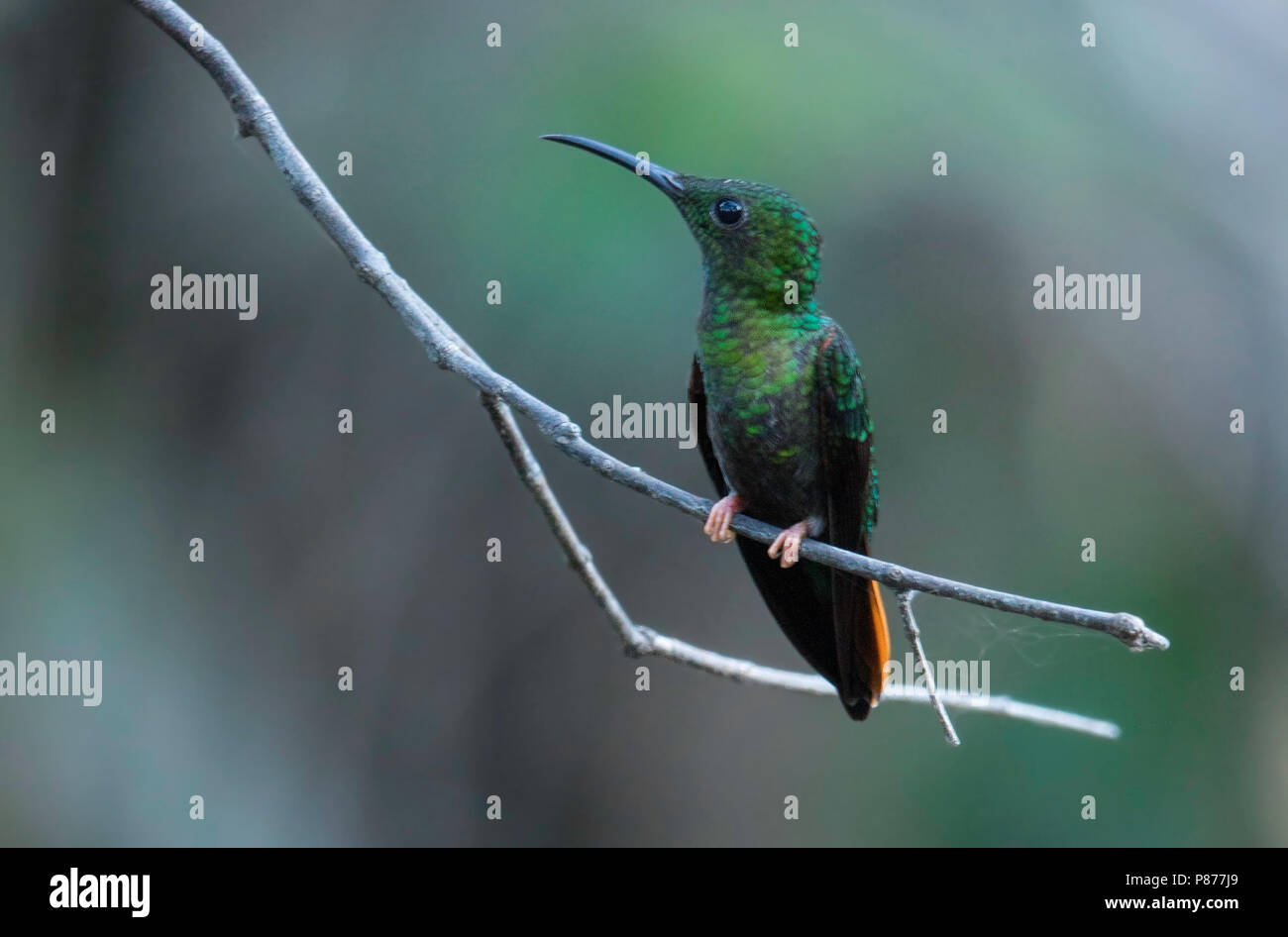 Topaza hi-res stock photography and images - Alamy