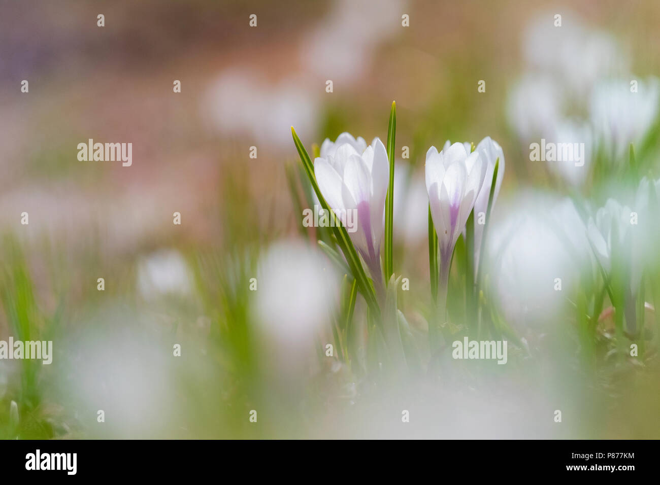 Subspecies albiflorus hi-res stock photography and images - Alamy