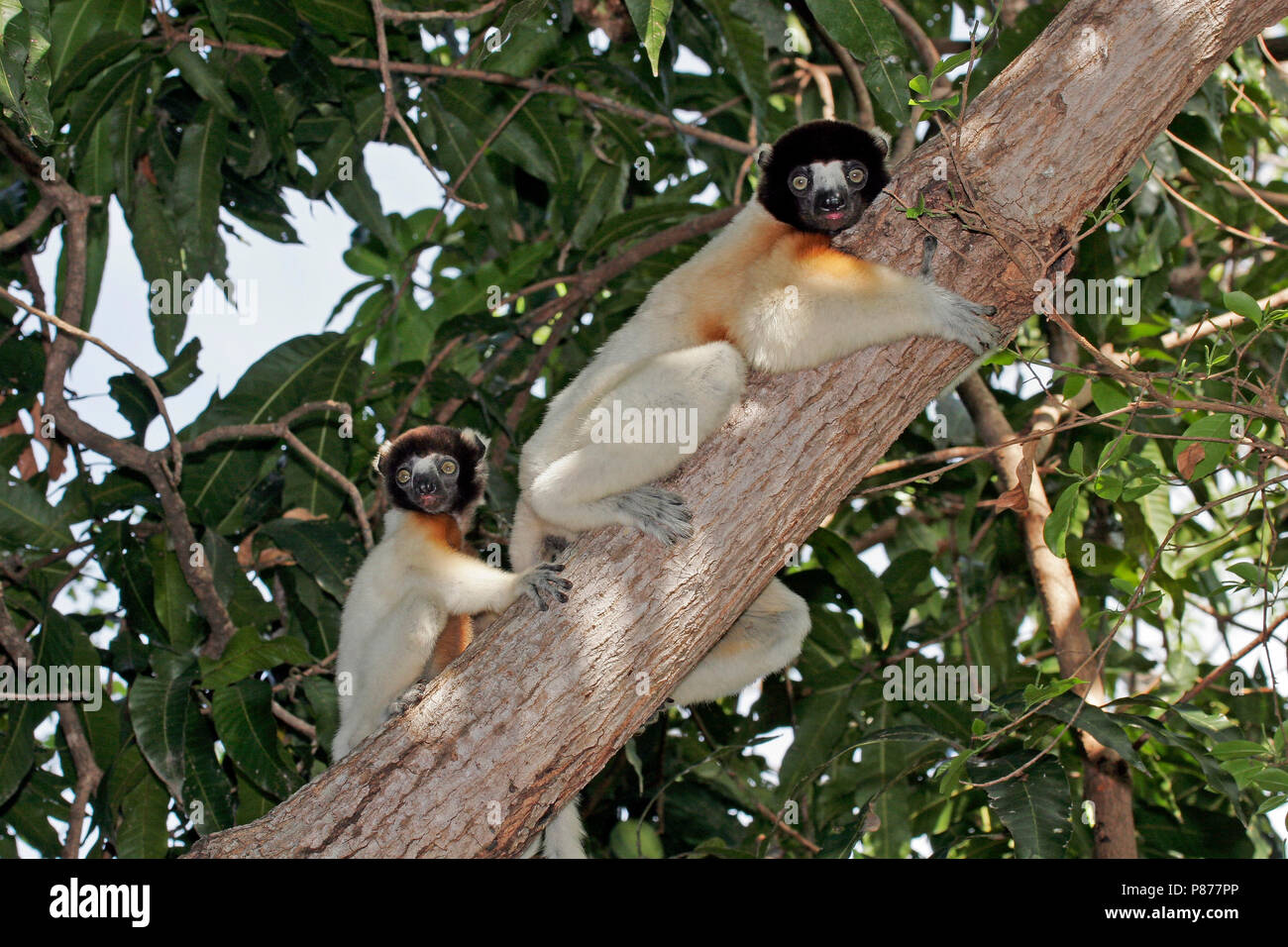 Kroonsifaka, Crowned sifaka, Propithecus coronatus Stock Photo - Alamy