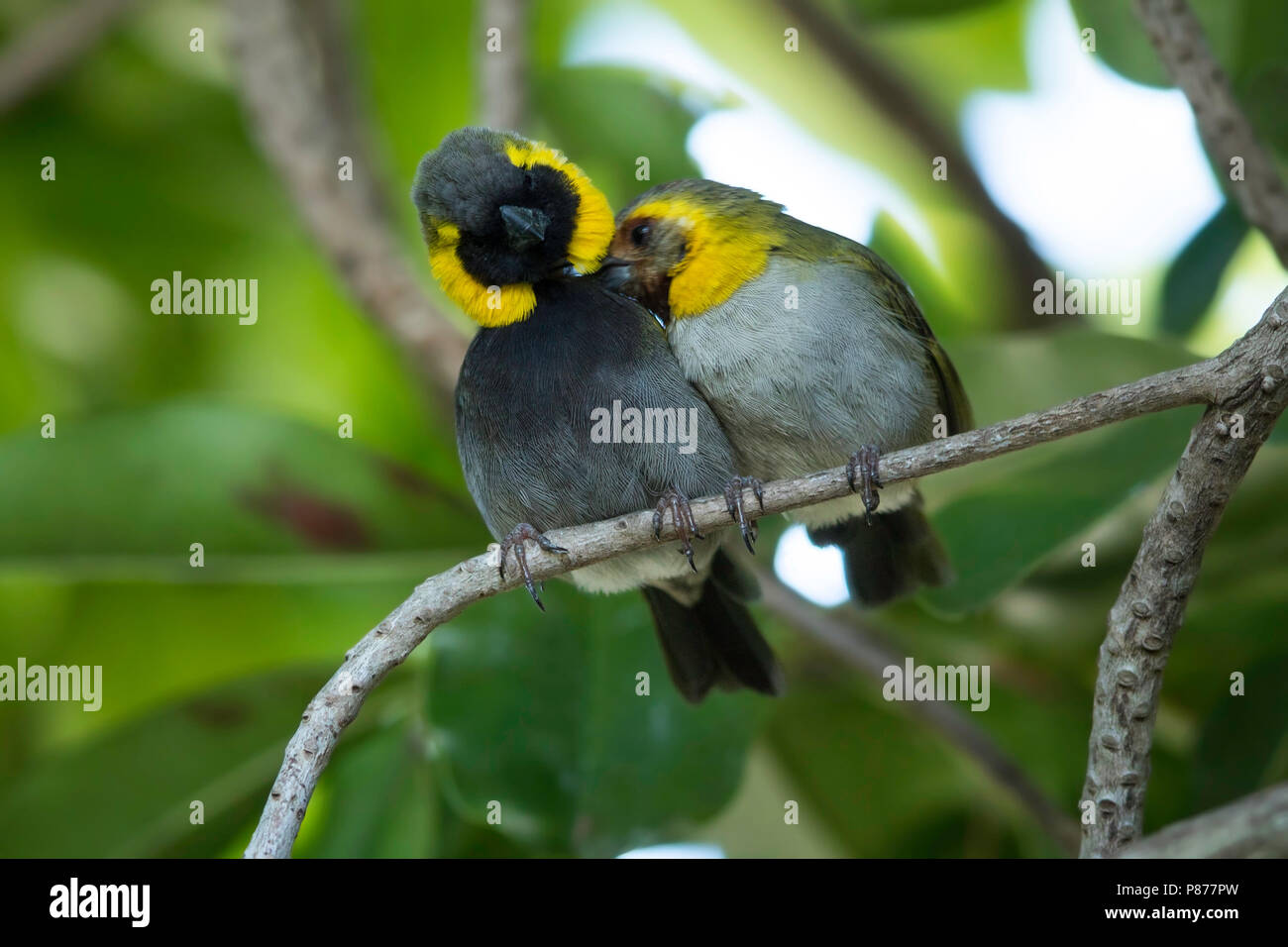 Cuban grassquit hi-res stock photography and images - Alamy