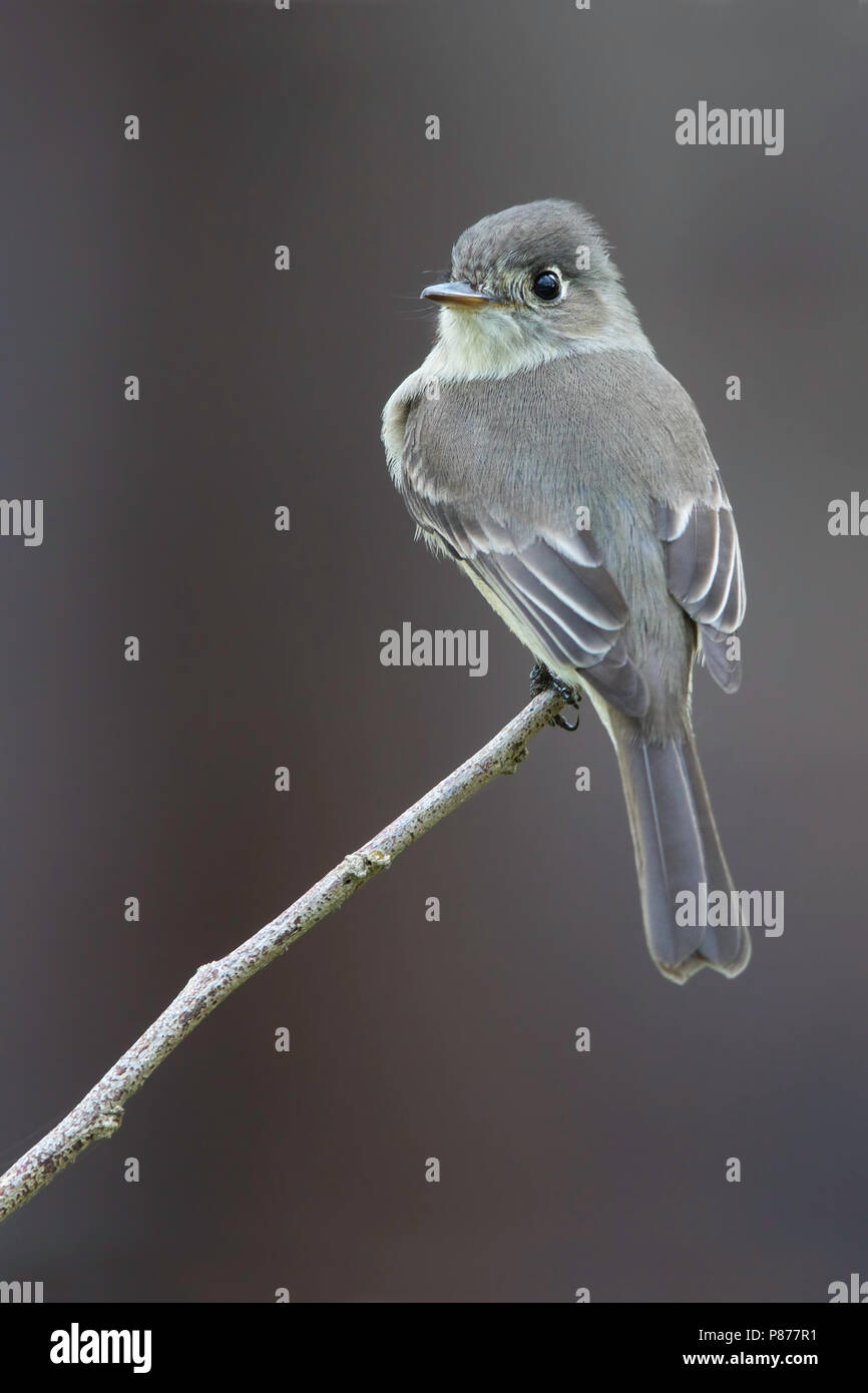 Cuban Pewee (Bahamas), Contopus caribaeus bahamensis Stock Photo - Alamy