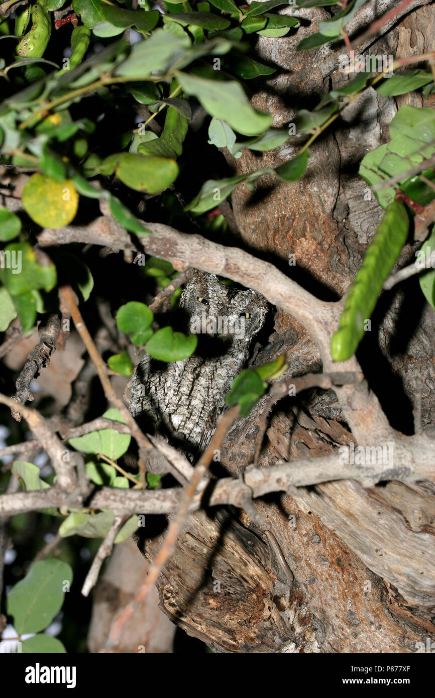 Cyprus scops owl (Otus cyprius) roosting in a Olive Tree on Cyprus ...