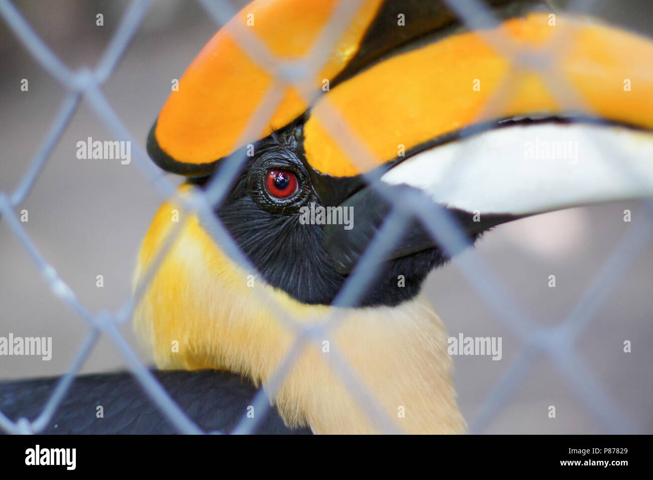 Hornbills of thailand hi-res stock photography and images - Alamy