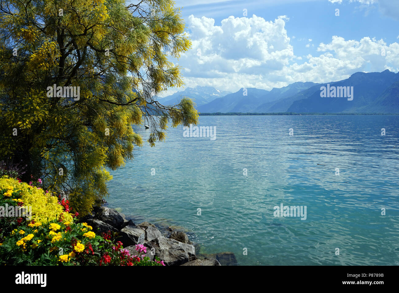 Tree and flowers on the bank of lake Geneva Stock Photo - Alamy