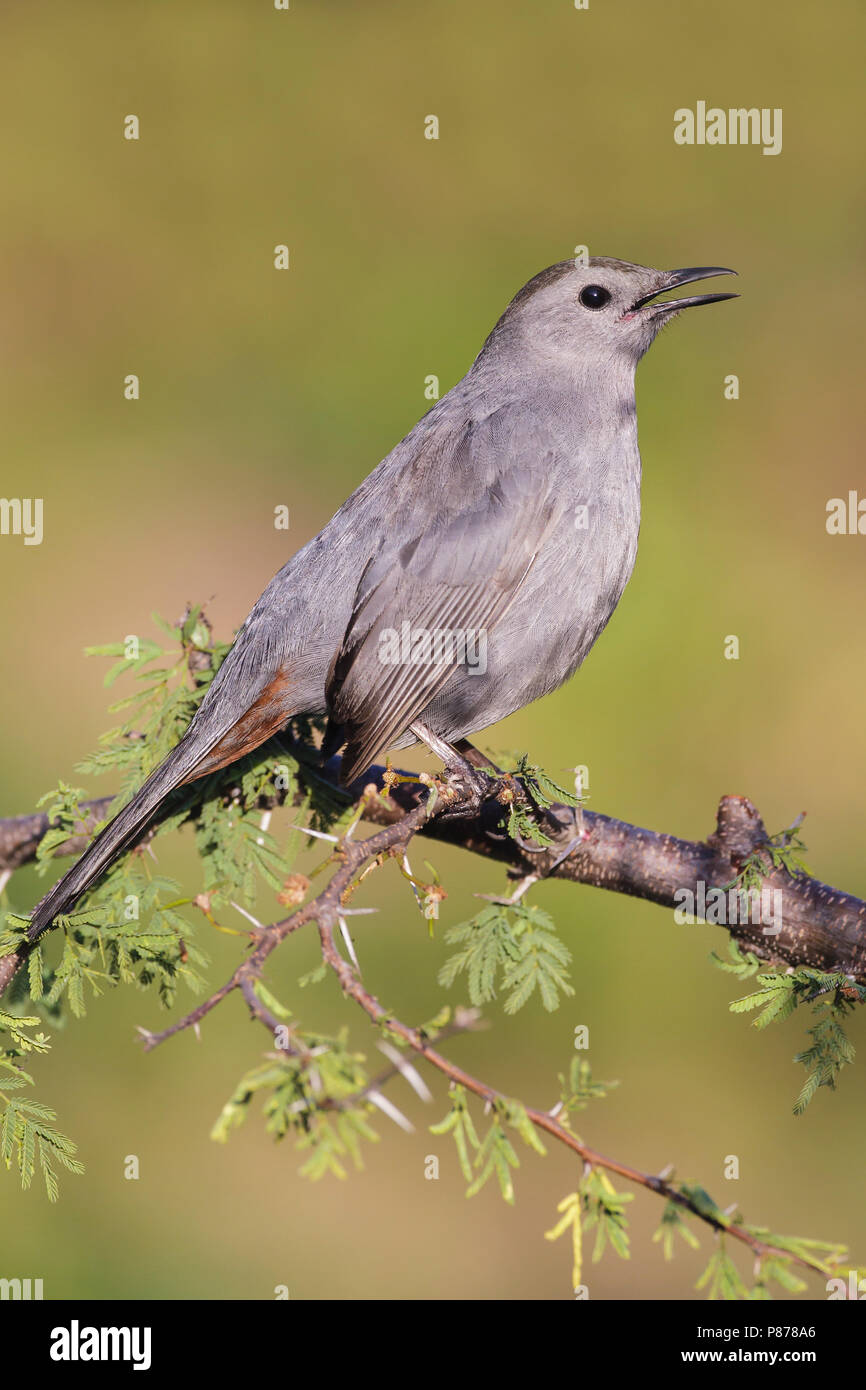 Adult catbird hi-res stock photography and images - Alamy