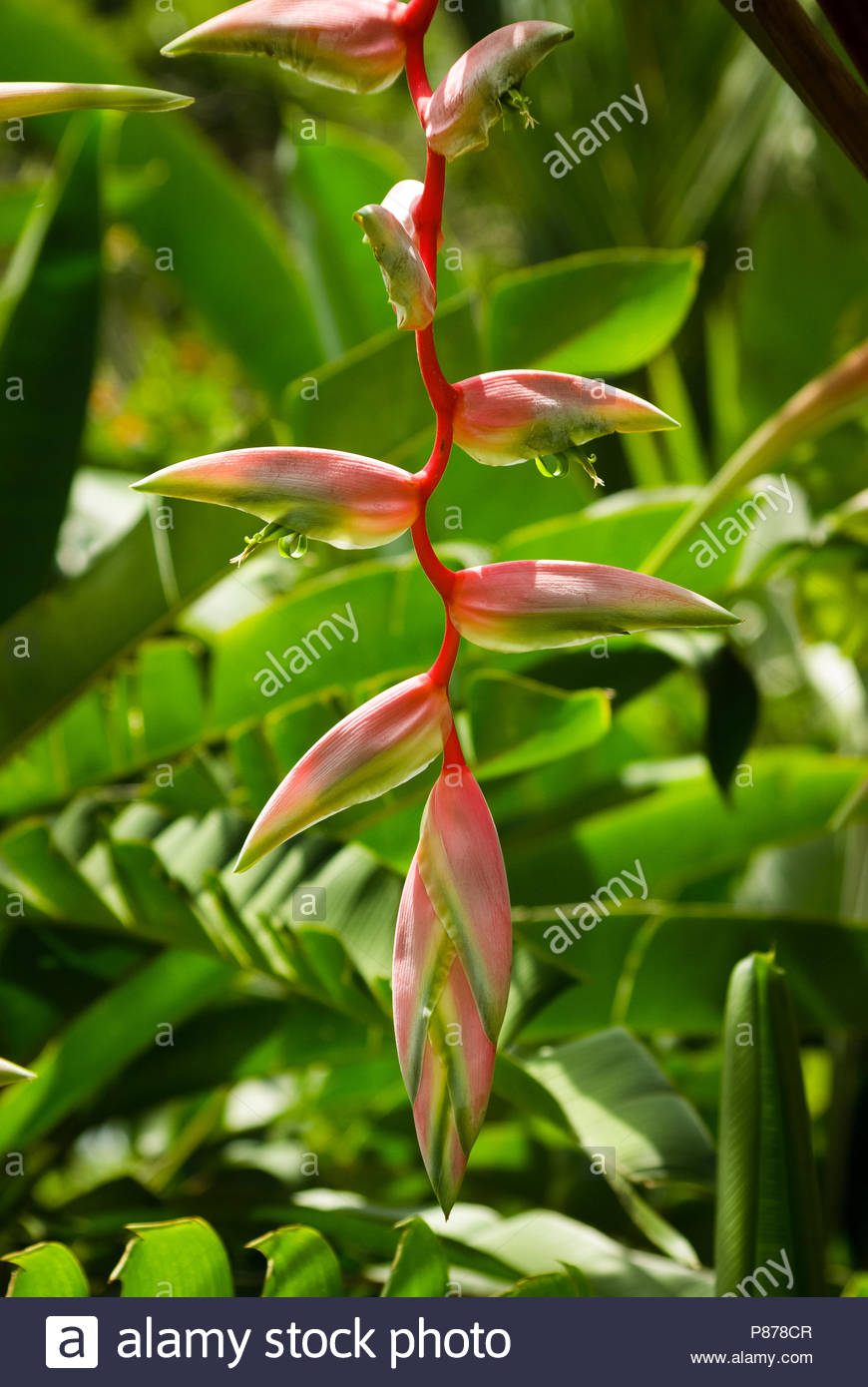 Crab Claw Flower Stock Photos & Crab Claw Flower Stock Images - Alamy