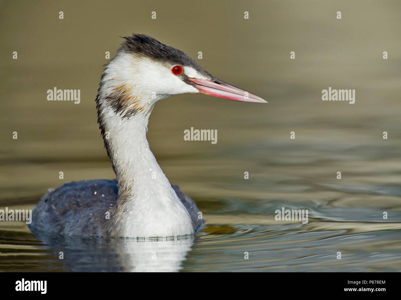 Great crested grebe winter plumage hi-res stock photography and images ...
