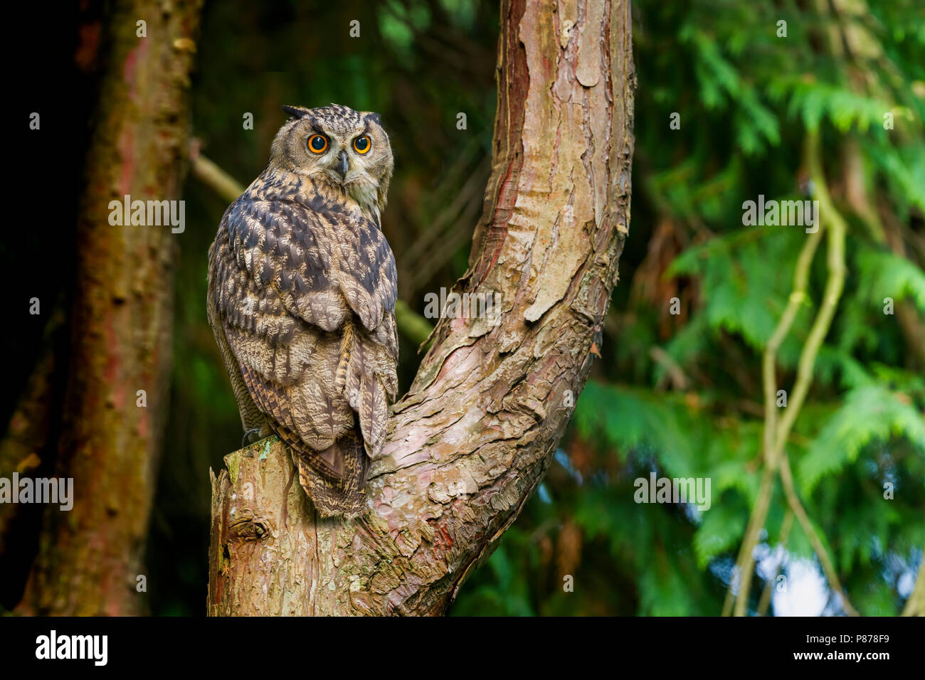 Great Eagle Owl - Uhu - Bubo bubo ssp. bubo, Germany Stock Photo - Alamy