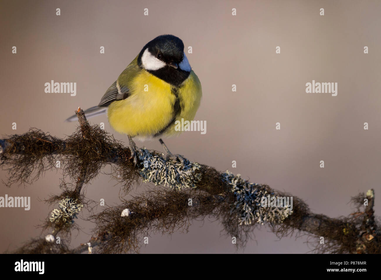 Great Tit - Kohlmeise - Parus major ssp. major, Finland, adult female ...