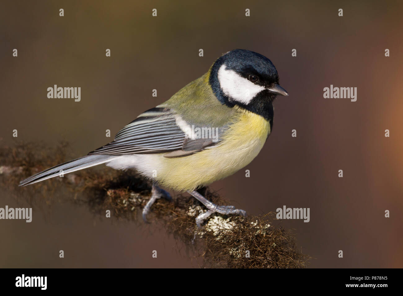 Great Tit - Kohlmeise - Parus major ssp. major, Finland, adult male ...