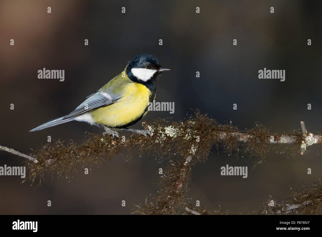 Great Tit - Kohlmeise - Parus major ssp. major, Finland, adult male ...