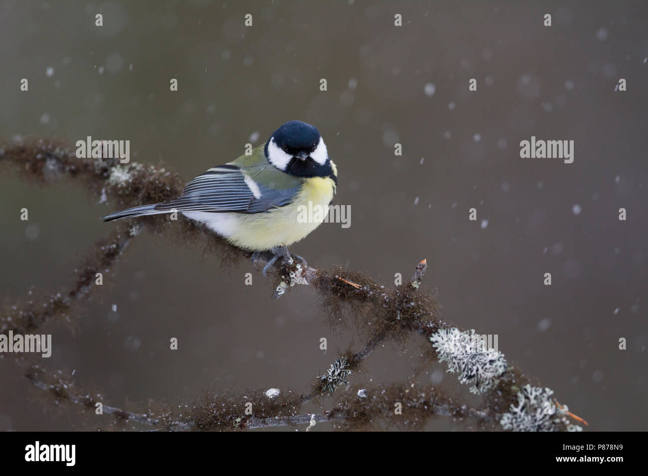 Great Tit - Kohlmeise - Parus major ssp. major, Finland, adult female ...