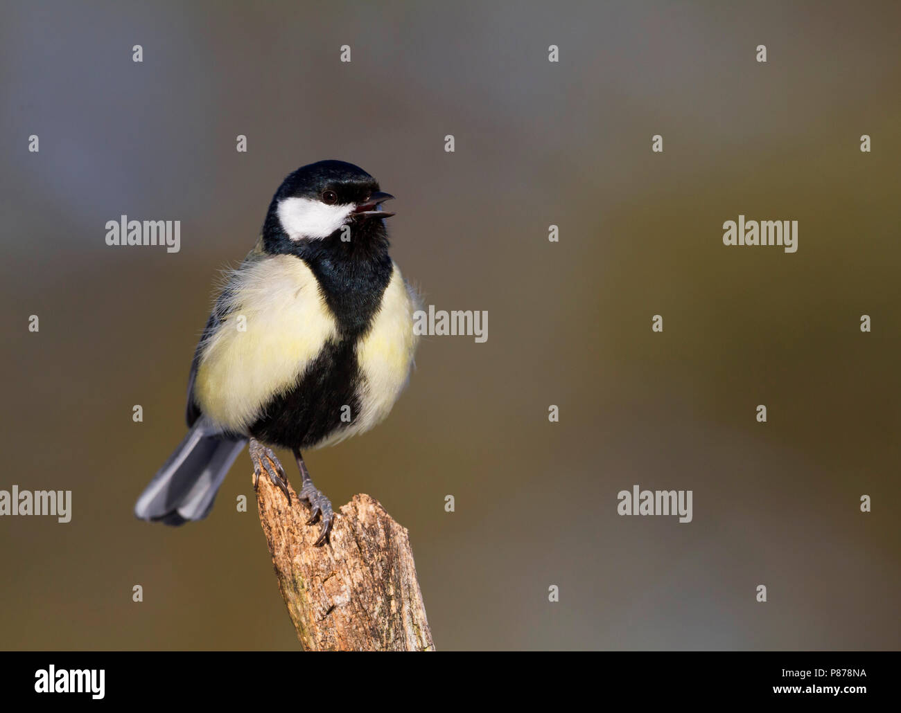 Great Tit - Kohlmeise - Parus major ssp. major, Finland, adult male ...