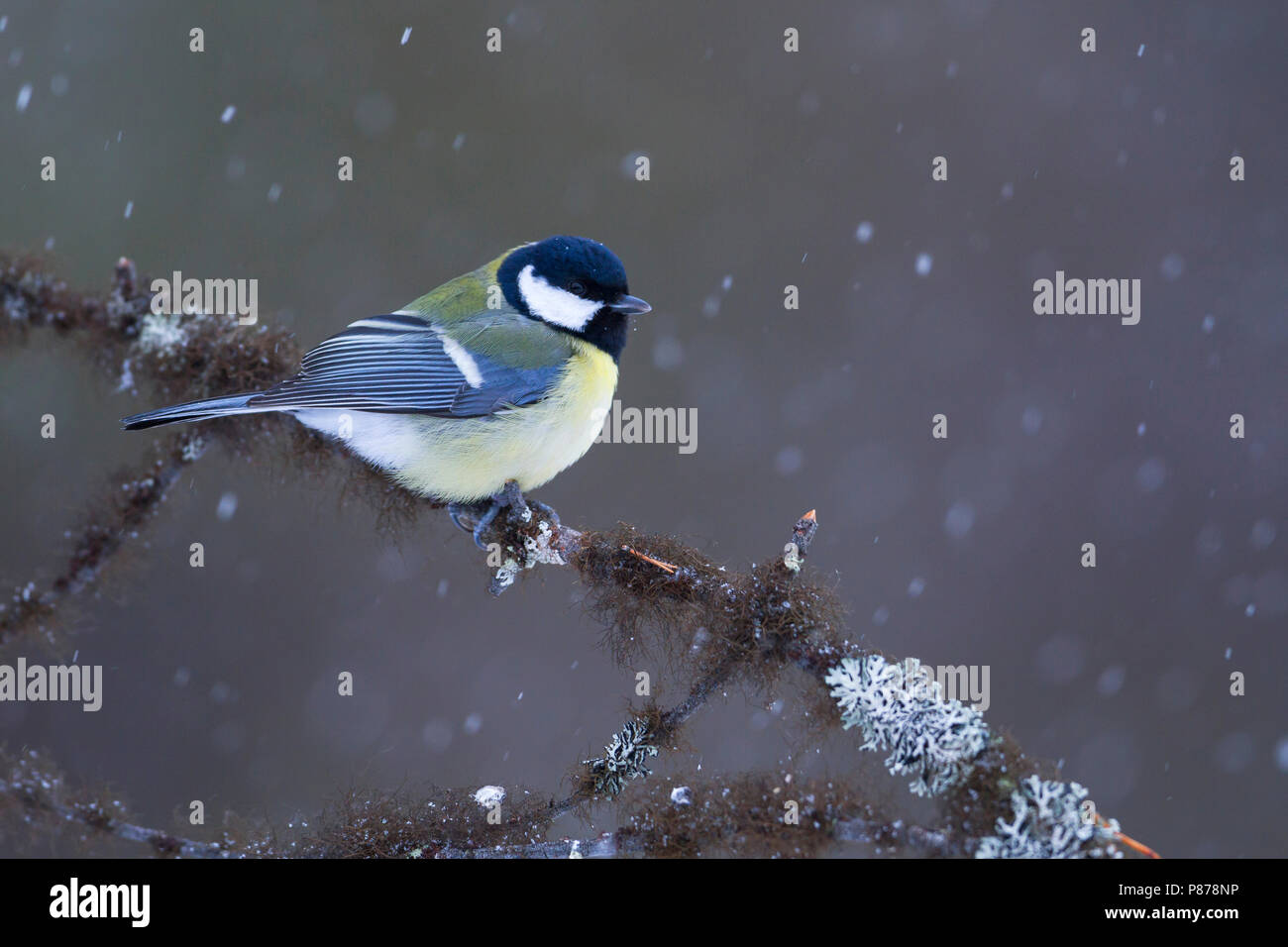 Great Tit - Kohlmeise - Parus major ssp. major, Finland, adult female ...