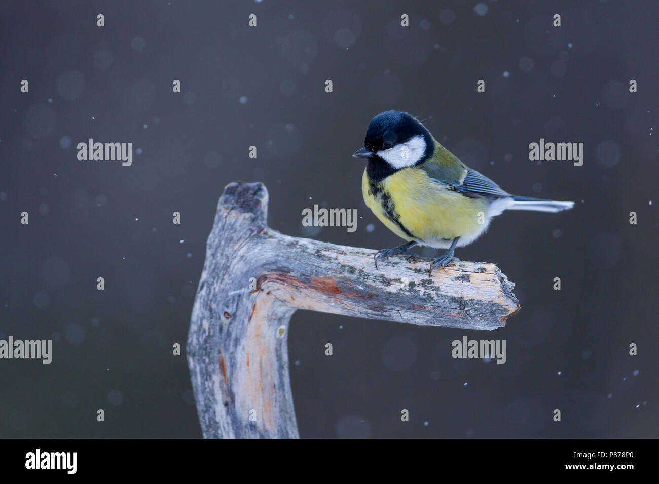 Great Tit - Kohlmeise - Parus major ssp. major, Finland, adult female ...