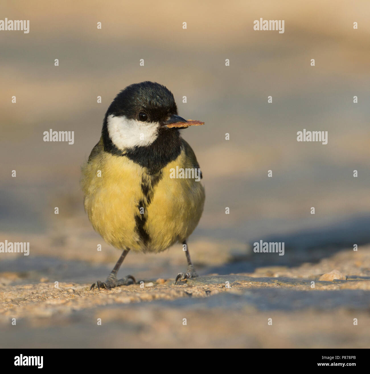 Great Tit, Koolmees, Parus major ssp. major, Spain, adult female Stock ...