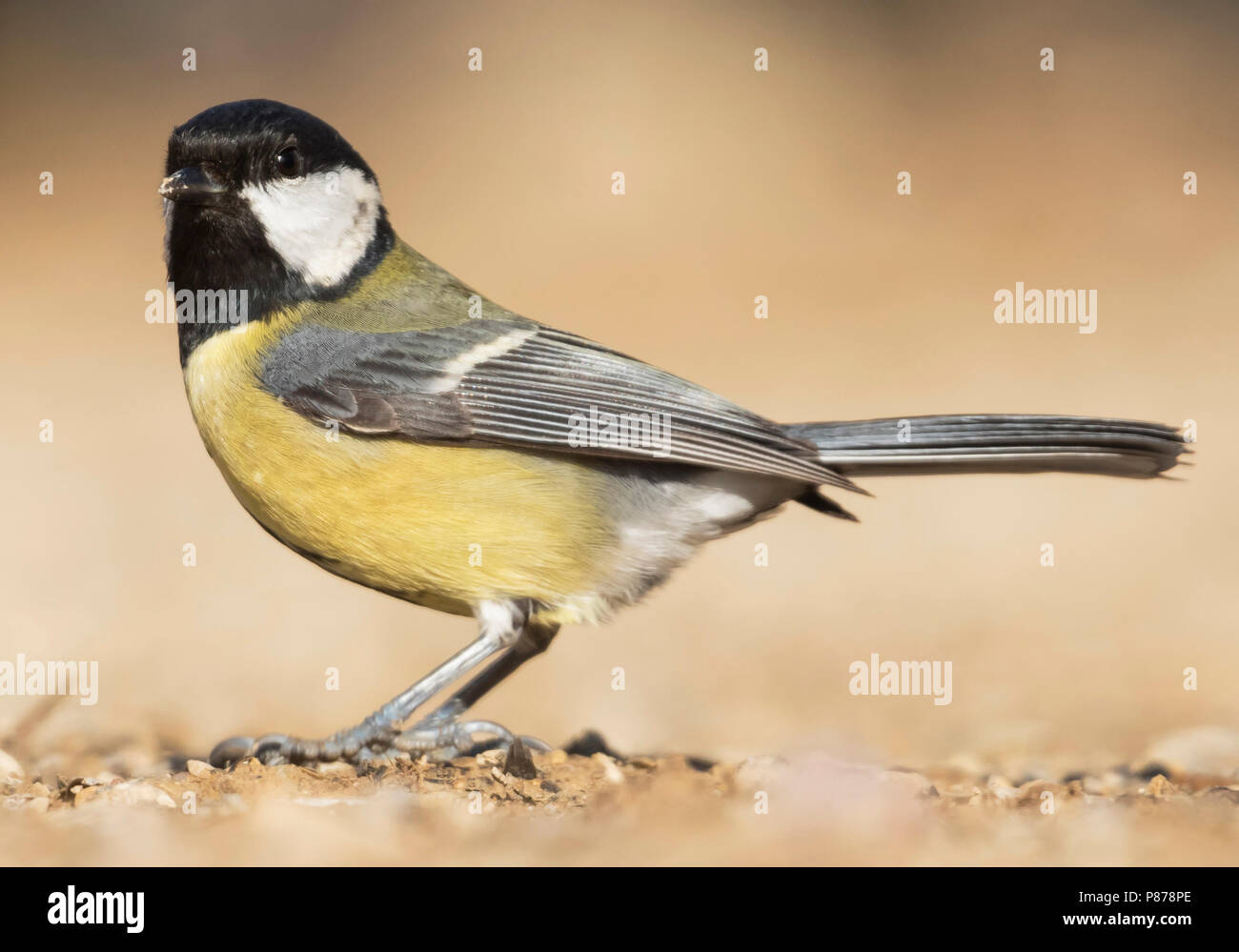 Great Tit, Koolmees, Parus major ssp. major, Spain, adult female Stock ...
