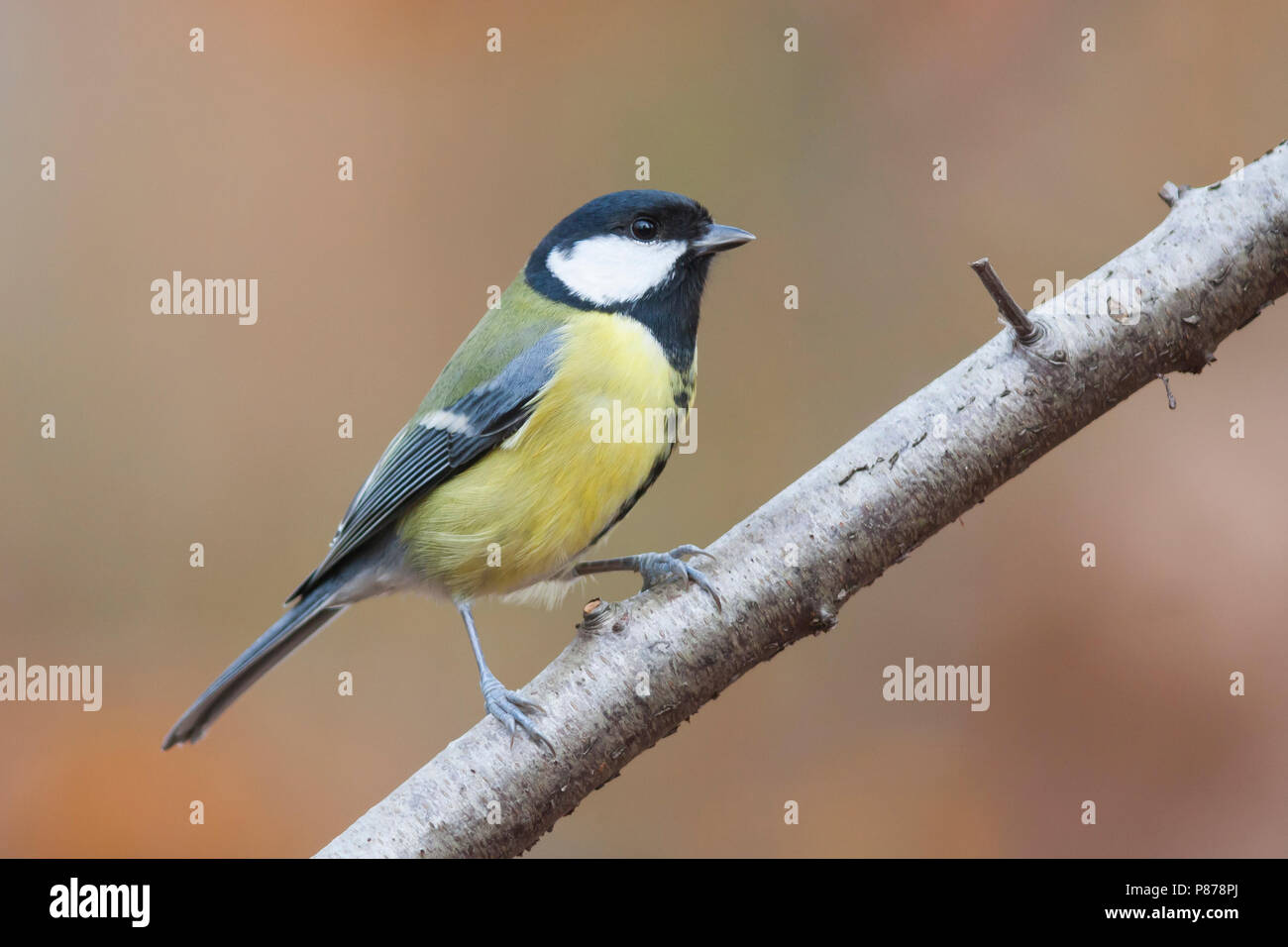 Great Tit - Kohlmeise - Parus major ssp. major, Germany, adult female ...