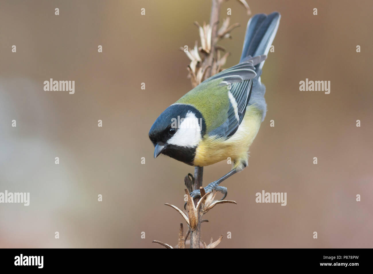 Great Tit - Kohlmeise - Parus major ssp. major, Germany, adult female ...