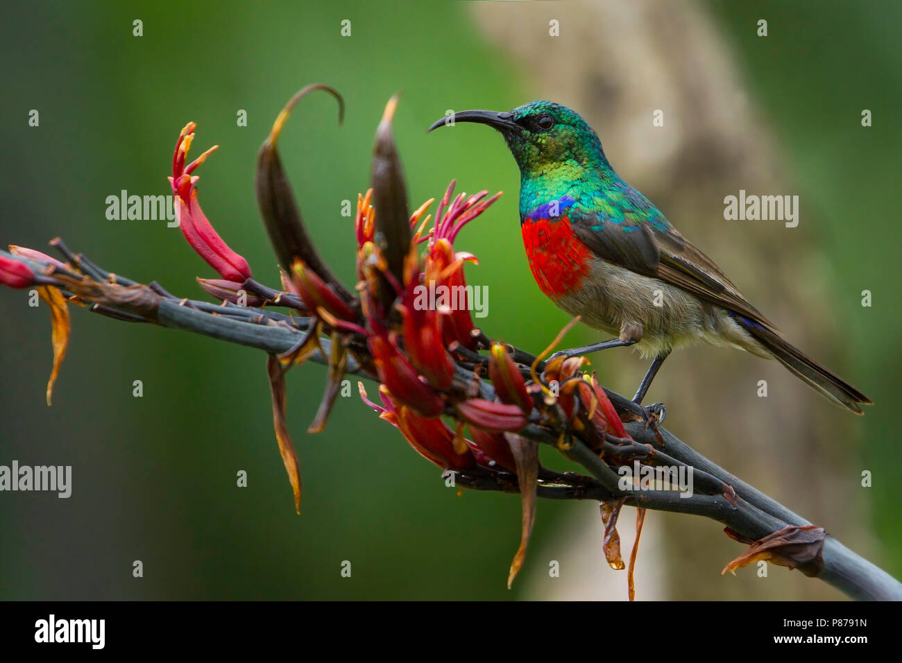 Greater double collared sunbird hi-res stock photography and images - Alamy
