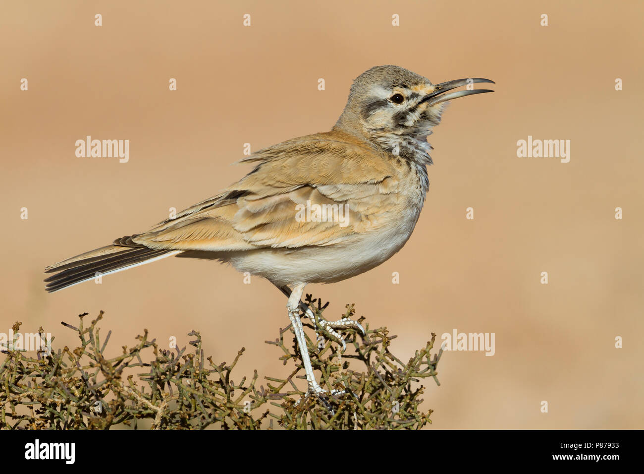 Greater Hoopoe Lark - Wüstenläuferlerche - Alaemon alaudipes ssp ...