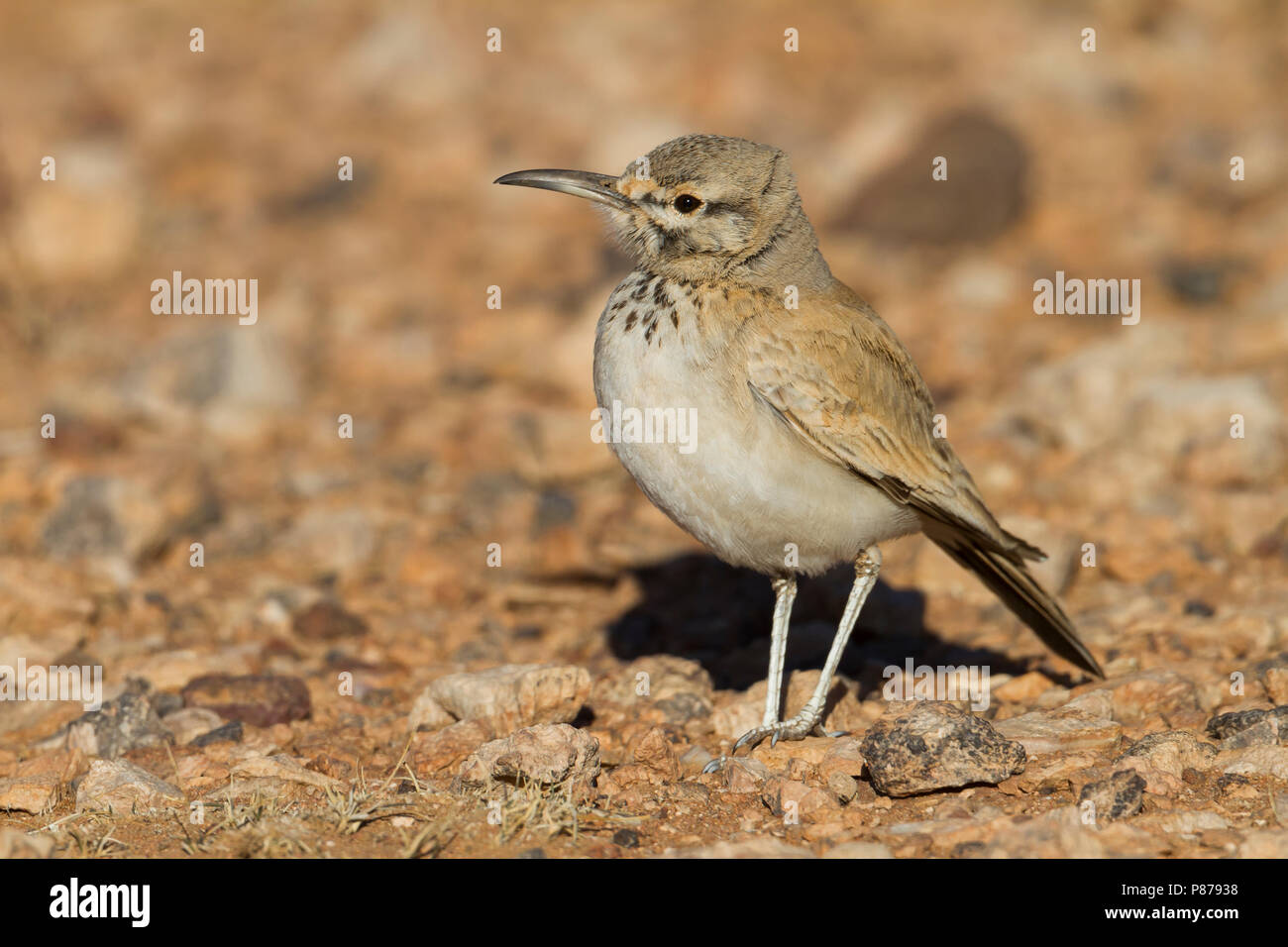 Greater Hoopoe Lark - Wüstenläuferlerche - Alaemon alaudipes ssp ...