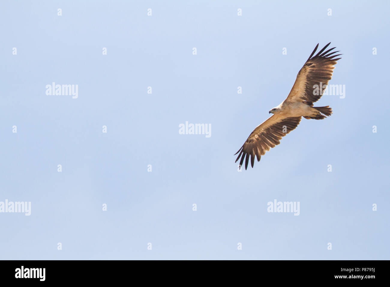 Greater spotted eagle fulvescens hi-res stock photography and images ...