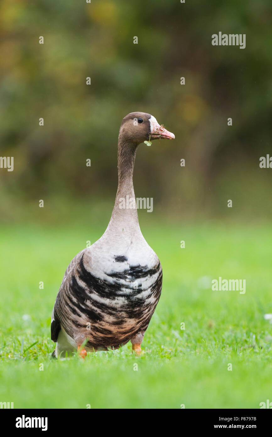 Greater White Fronted Goose Male
