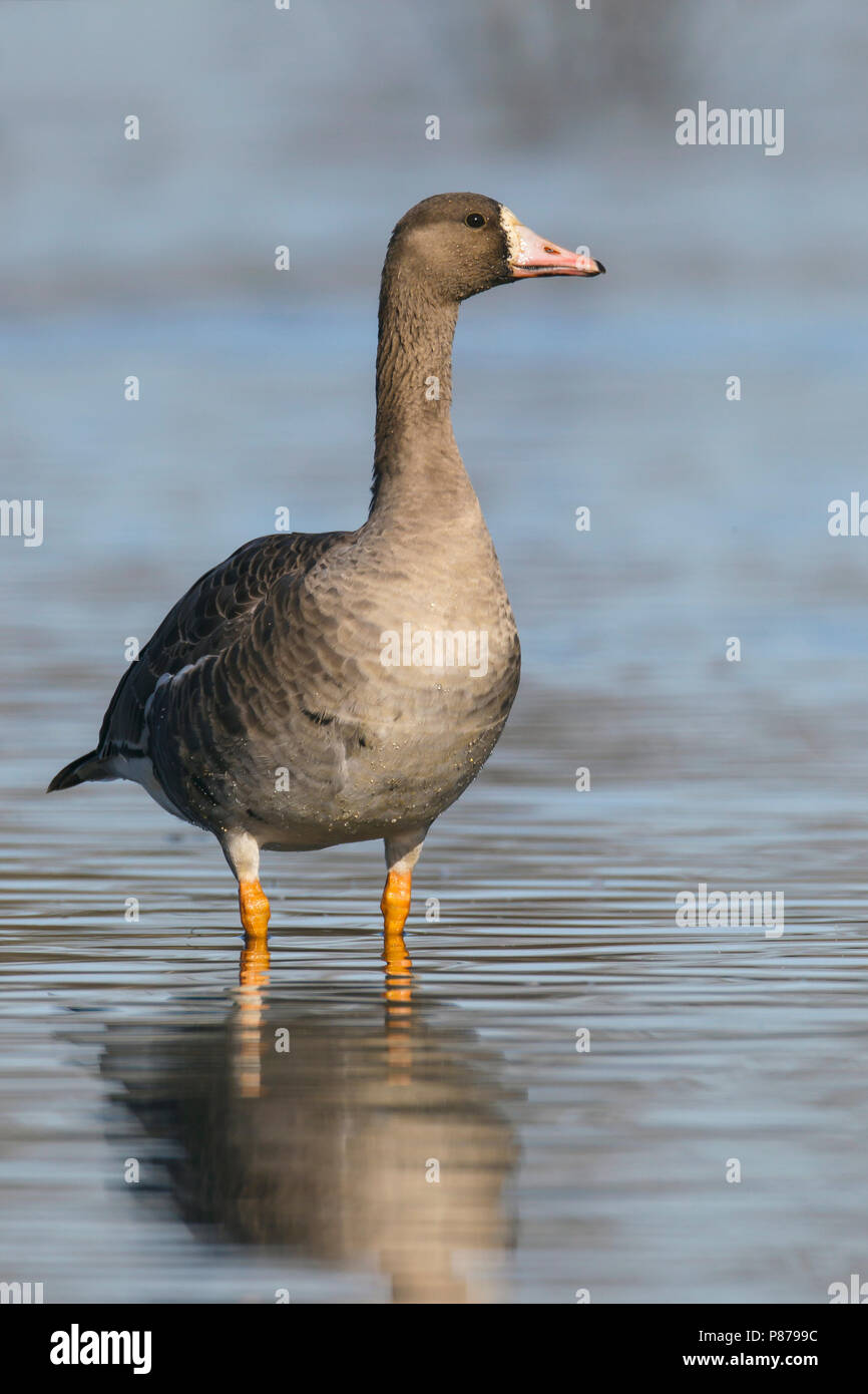 Colusa hi-res stock photography and images - Alamy