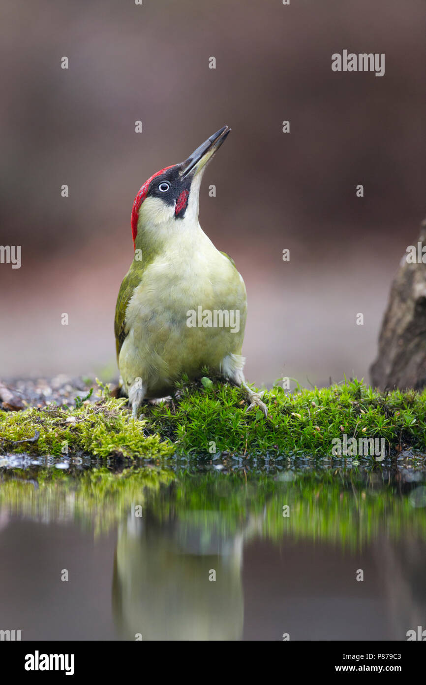 Groene specht hi-res stock photography and images - Alamy