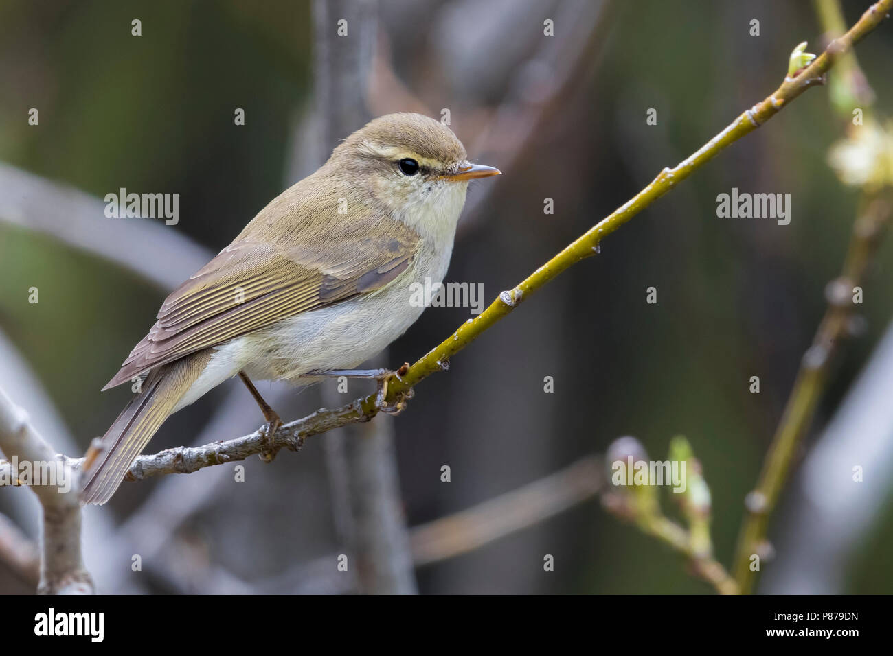 Greenish Warbler