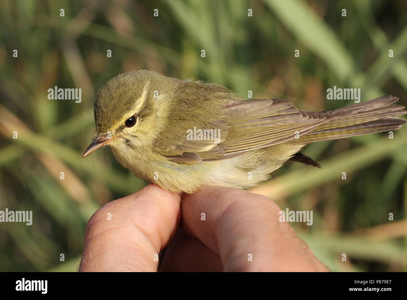 Groene Fitis, Green Warbler, Phylloscopus nitidus Stock Photo - Alamy