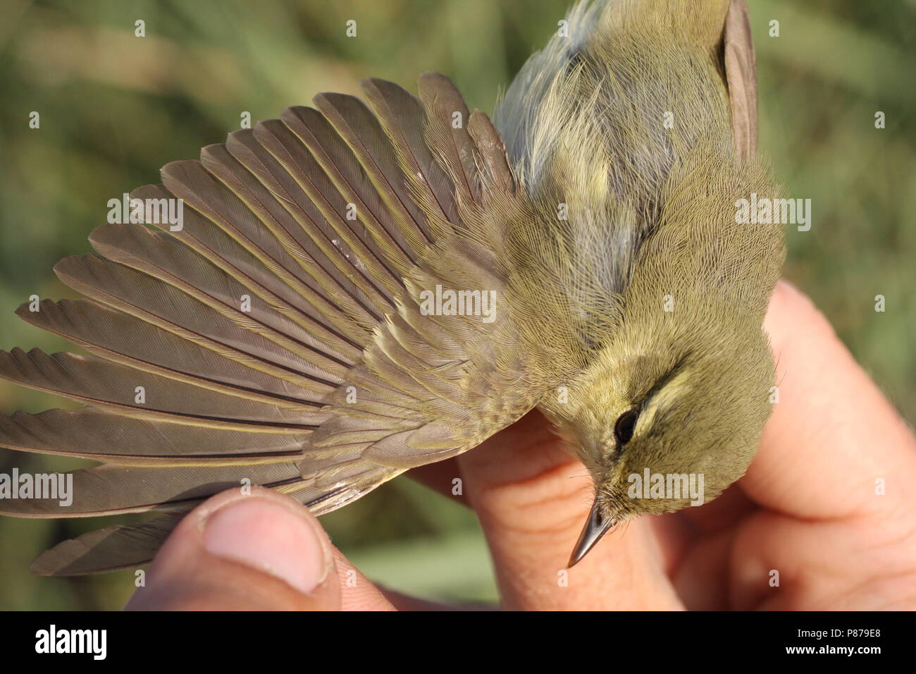 Groene fitis hi-res stock photography and images - Alamy